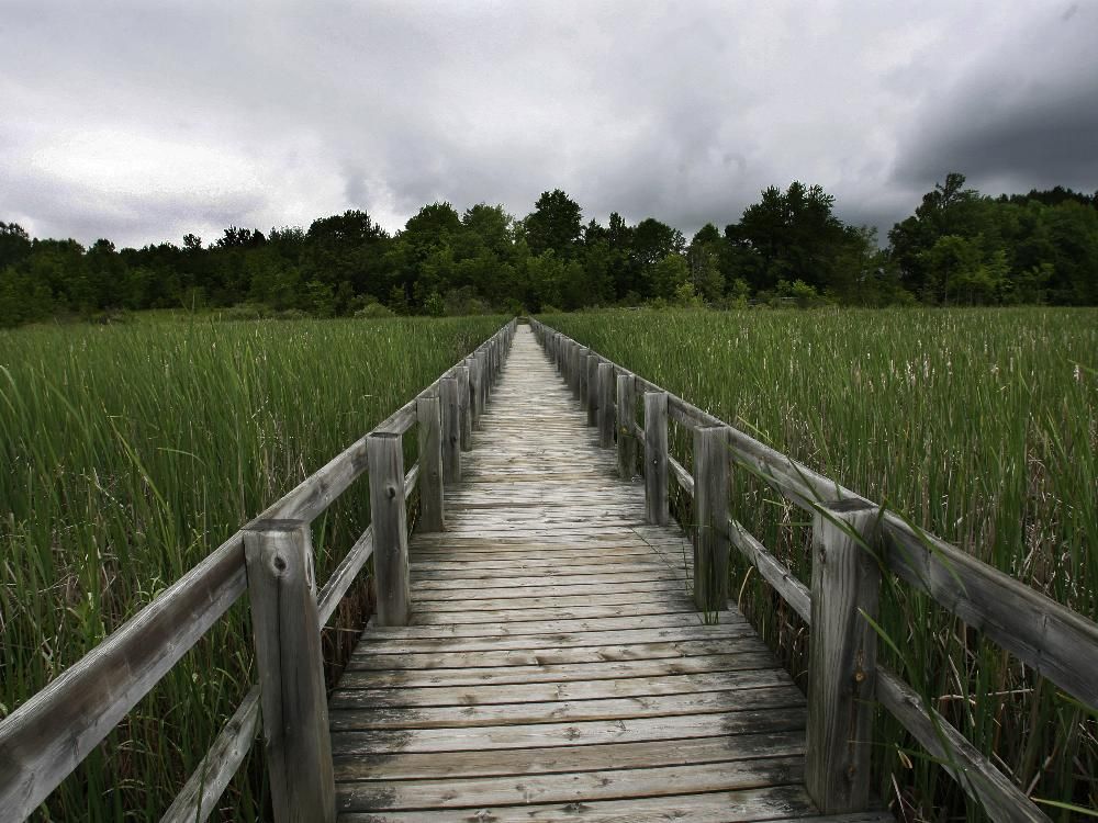Ottawa's 'fragile' Mer Bleue bog reveals a tougher side | Ottawa Citizen