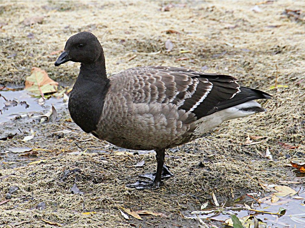 Rarities keep popping up in the strangest places | Ottawa Citizen