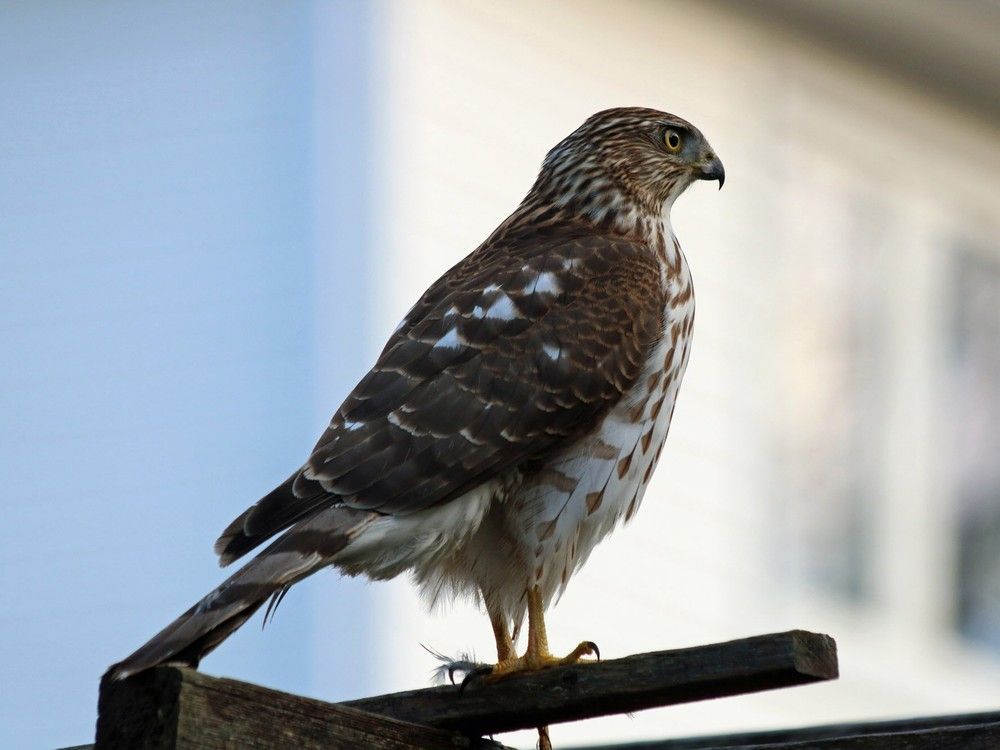 It's time to fire up the bird feeders | Ottawa Citizen
