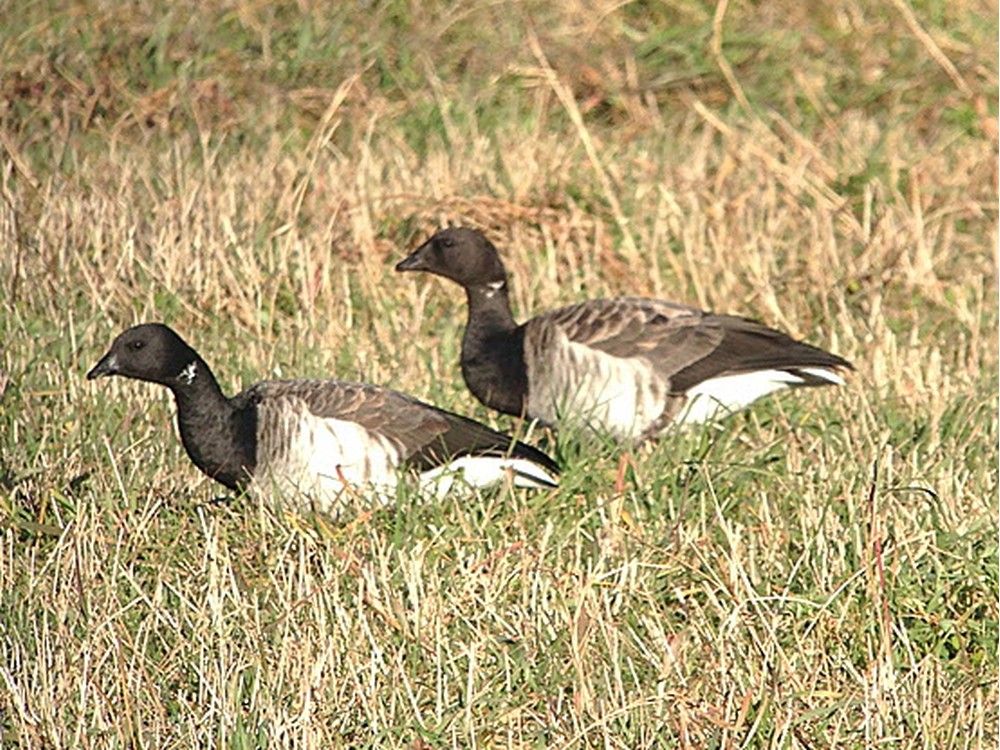 It's time to fire up the bird feeders | Ottawa Citizen
