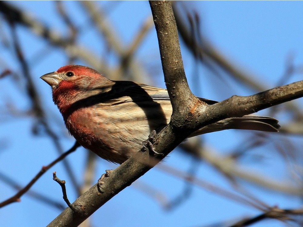 A mysterious eye disease is wiping out house finches | Ottawa Citizen