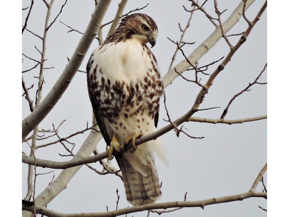 It's been a rare year for birders in Eastern Ontario | Ottawa Citizen