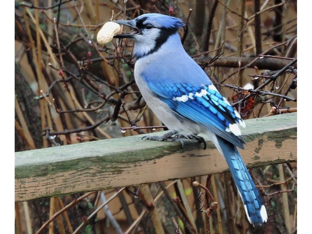 It's been a rare year for birders in Eastern Ontario | Ottawa Citizen
