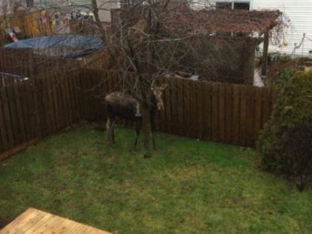 NCC experts liberate young moose from Orléans backyard | Ottawa Citizen