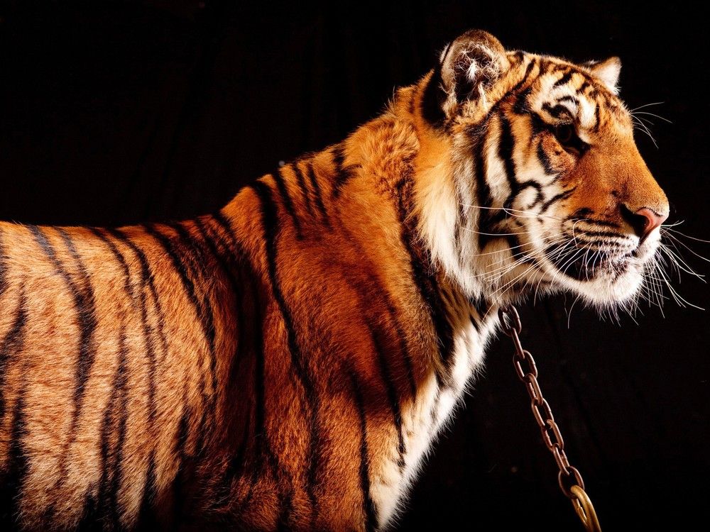 Animal rights group slams OSPCA over handling of tiger-whipping case ...