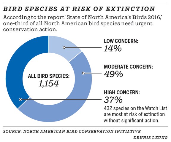 Birds face danger from deforestation, oil spills and climate change ...