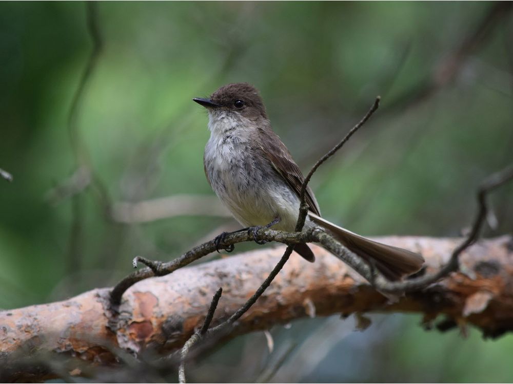 World of birds: Rare sightings delight Ottawa birders | Ottawa Citizen