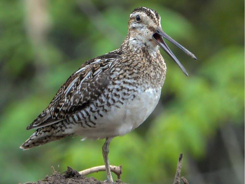 World of birds: Rare sightings delight Ottawa birders | Ottawa Citizen