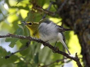 World of birds: Dawn chorus changing as birds leave nests | Ottawa Citizen