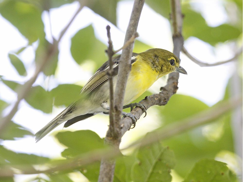 World of Birds: Heat, humidity, low water levels make for good ...