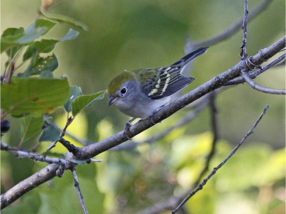 World of Birds: Heat, humidity, low water levels make for good ...