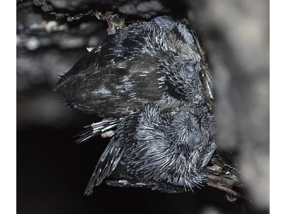 World of Birds: Heat, humidity, low water levels make for good ...