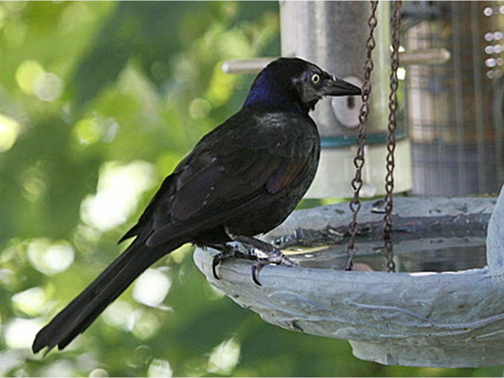 World of Birds: Heat, humidity, low water levels make for good ...