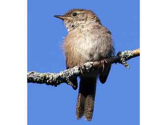 World of Birds: Heat, humidity, low water levels make for good ...