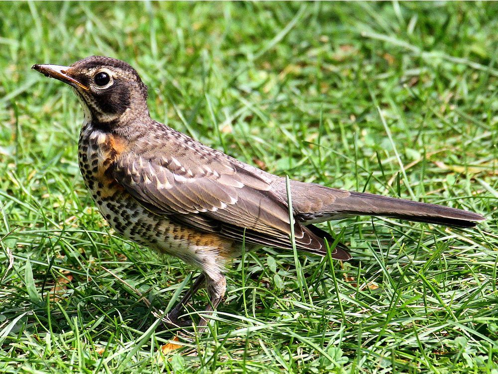 World of Birds: Heat, humidity, low water levels make for good ...