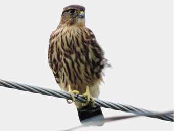 World of Birds: Heat, humidity, low water levels make for good ...