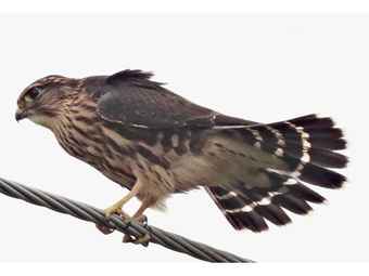 World of Birds: Heat, humidity, low water levels make for good ...