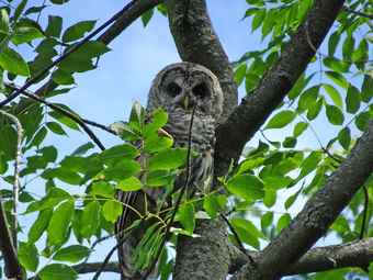 World of Birds: Heat, humidity, low water levels make for good ...