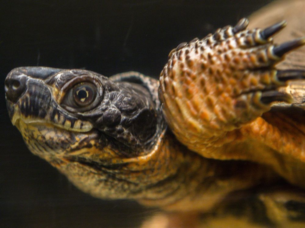 Photos: Canadian Museum of Nature’s new reptile show | Ottawa Citizen