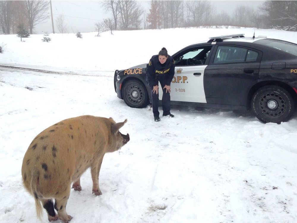 Missing a pig? Lost 'Miss Piggy' surrenders to police, awaits further ...