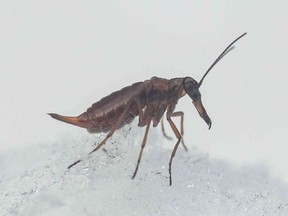 Science of winter: Why are there tiny insects in the snow? | Ottawa Citizen