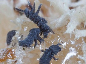 Science of winter: Why are there tiny insects in the snow? | Ottawa Citizen