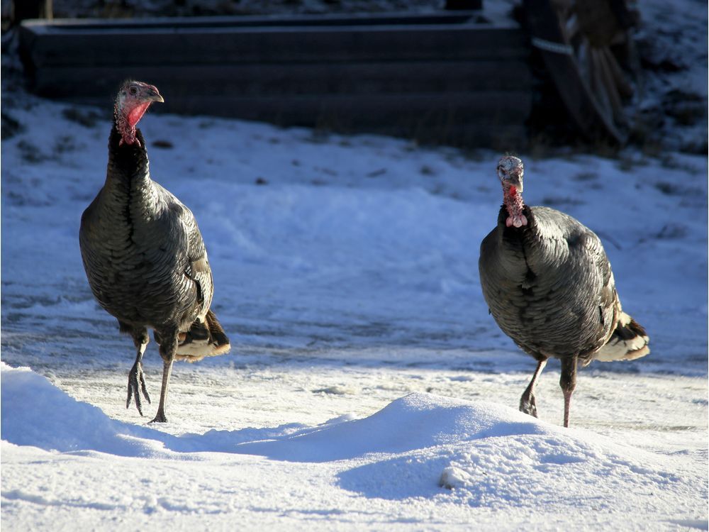 Why are the turkeys crossing the runway in Gatineau? | Ottawa Citizen