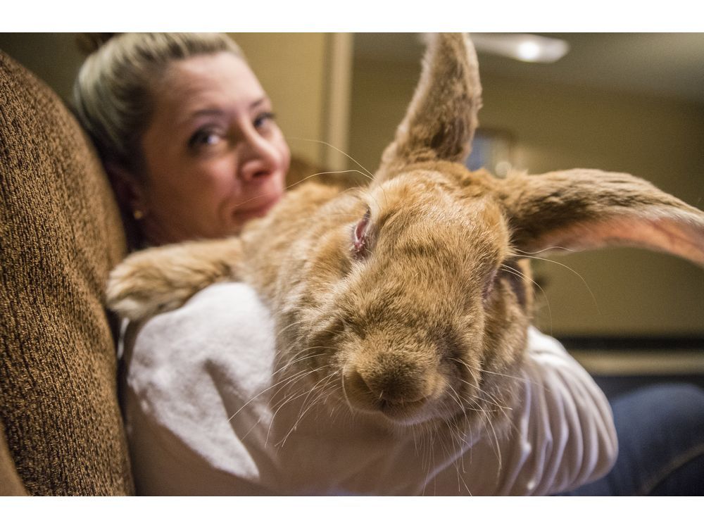 Now that's a bunny. Meet Pnut, an 18-pound Continental giant rabbit ...