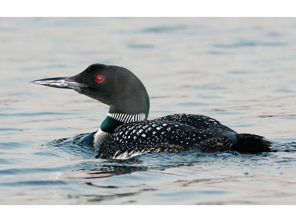 Science of spring: Black flies drive loons wild, too | Ottawa Citizen
