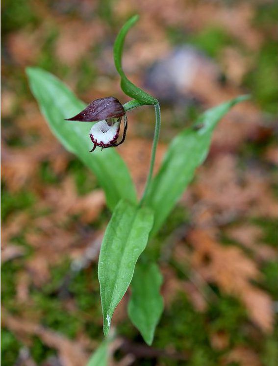 The wild orchids that shouldn't be here but are anyway | Ottawa Citizen