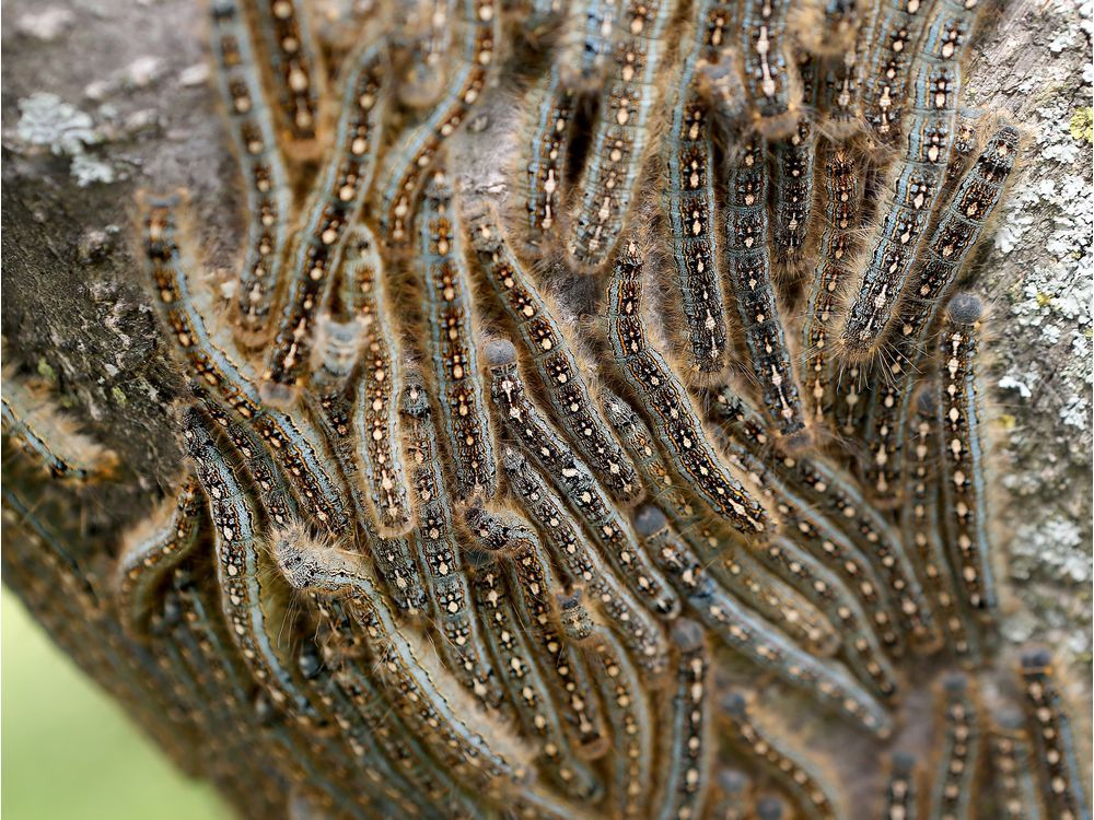 Head west to see a REAL tent caterpillar infestation, Ottawa naturalist ...