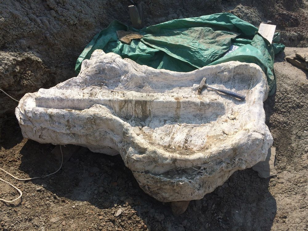 Museum prepares to fly Ottawa's next one-tonne dino skull out of an ...