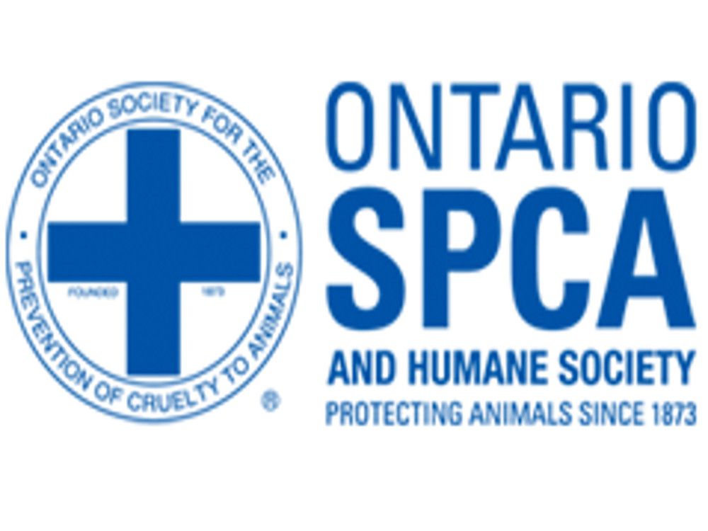Ontario SPCA looking for info on injured dog in service vest | Ottawa ...
