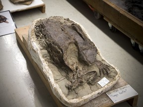 Museum of Nature warehouse opens up to showcase rare treasures | Ottawa ...