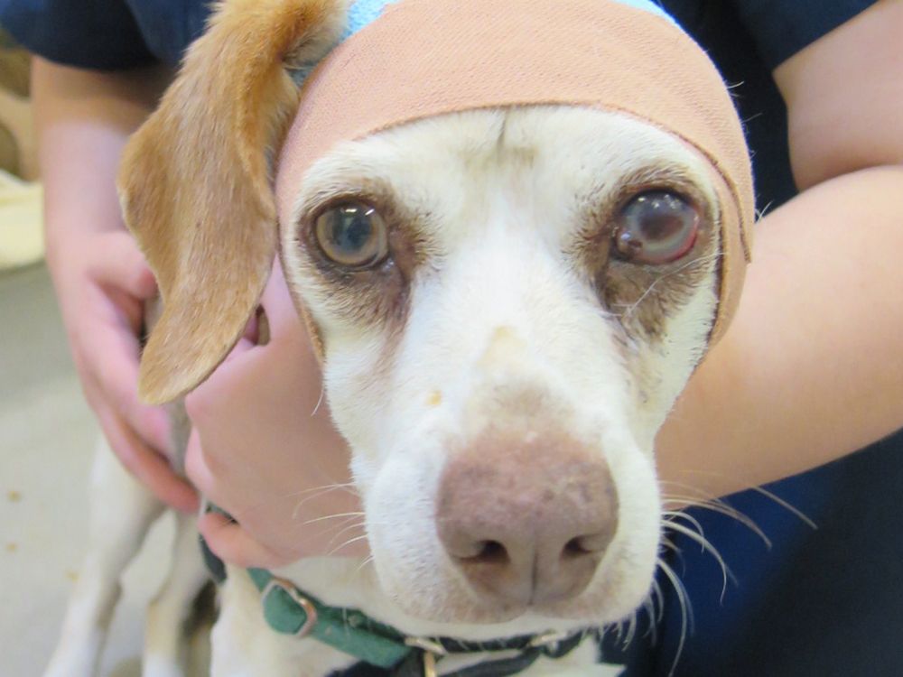 Beagle that survived gunshot to head diagnosed with cancer, needs final ...