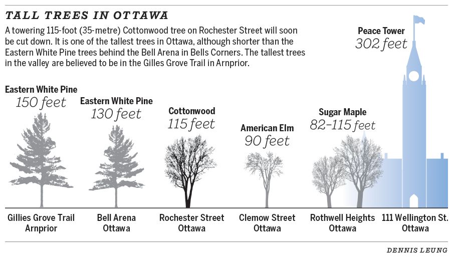 Where's the tallest tree in Ottawa? It's not an easy question to answer ...