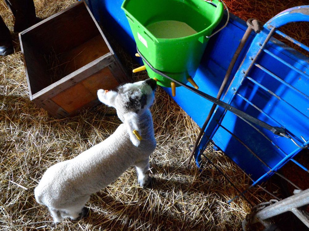 March comes in like a lamb but there's snow in the forecast | Ottawa ...