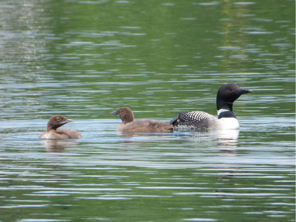 Science of summer: Female loons 'play the long game' for nesting sites ...