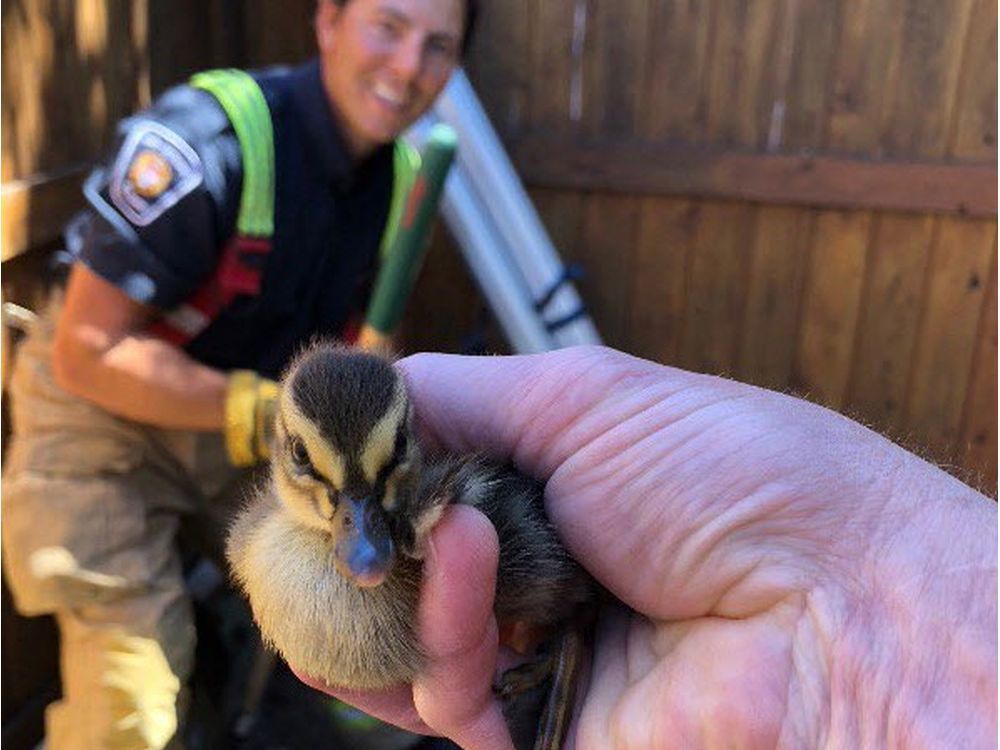 Firefighters to the rescue after ducklings fall through sewer grate ...