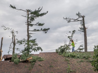 How Arlington Woods is recovering after the big storm | Ottawa Citizen