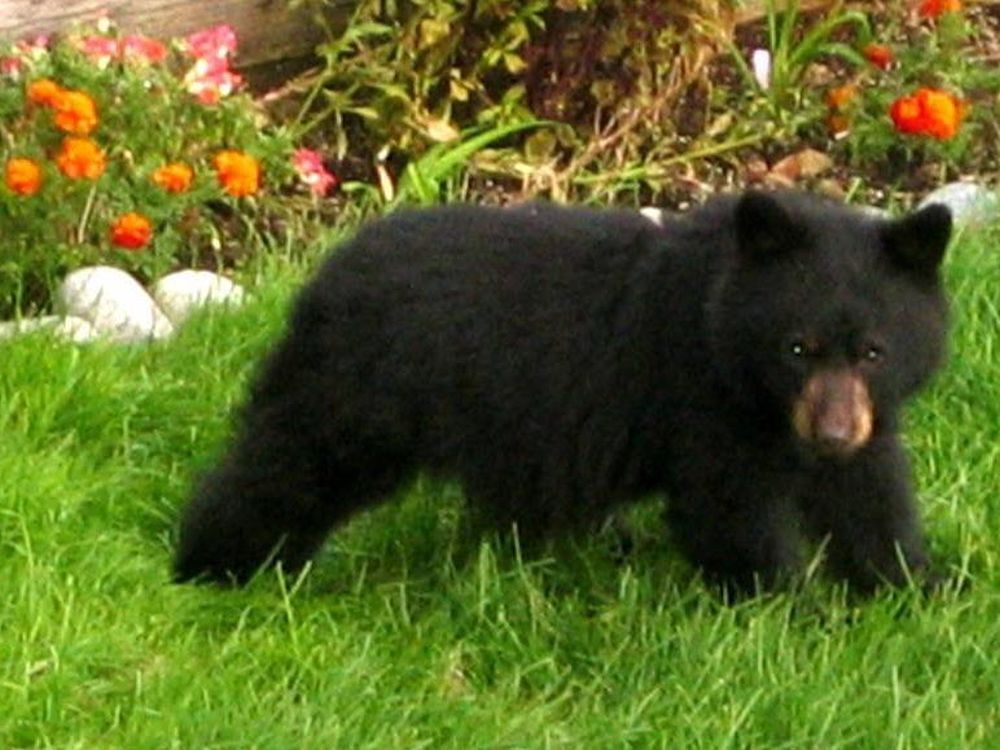 Boswell: Ten things we can learn from the ByWard bear | Ottawa Citizen