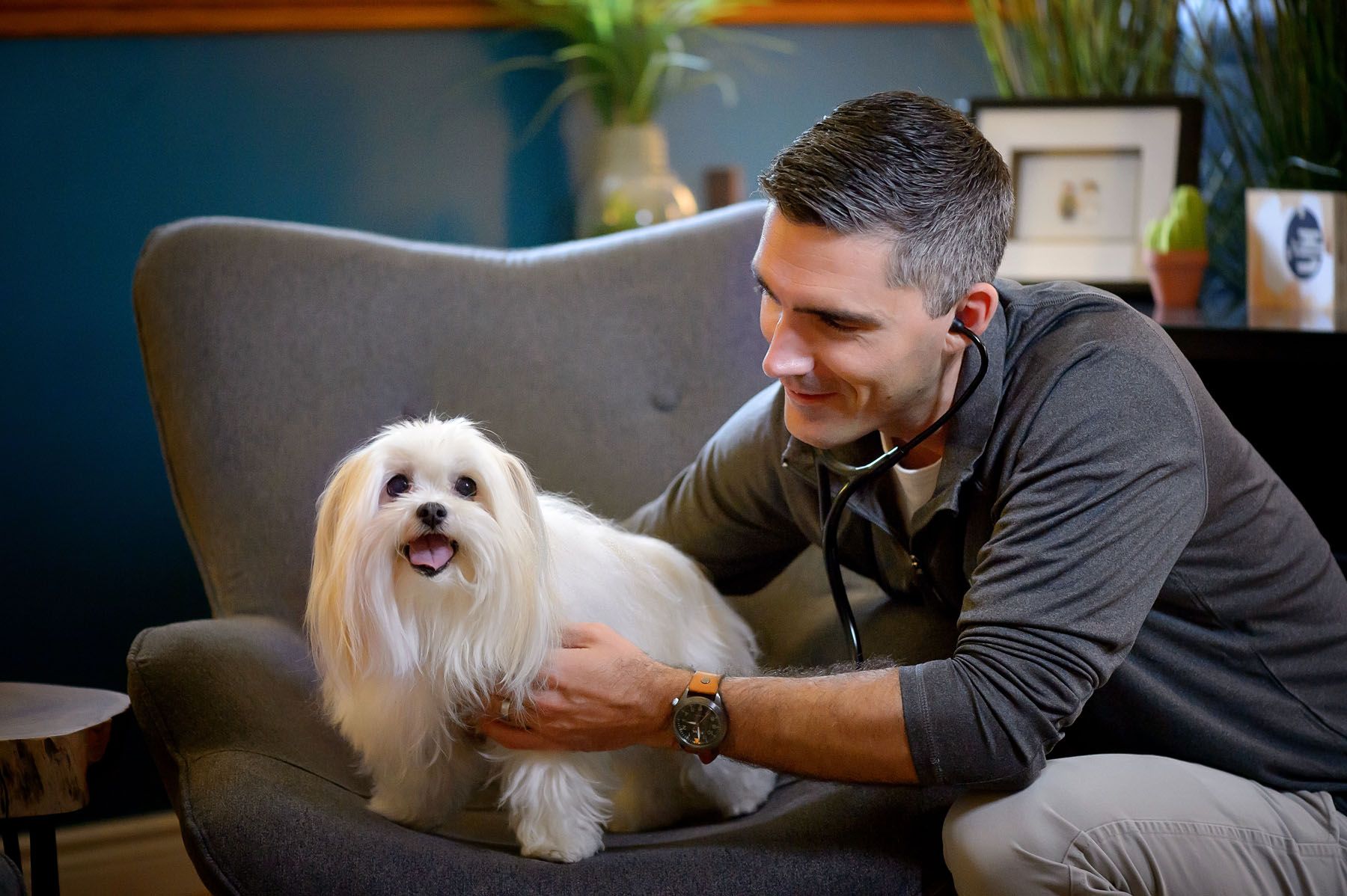 Shed the stress! New in-home veterinary service aims to provide ...