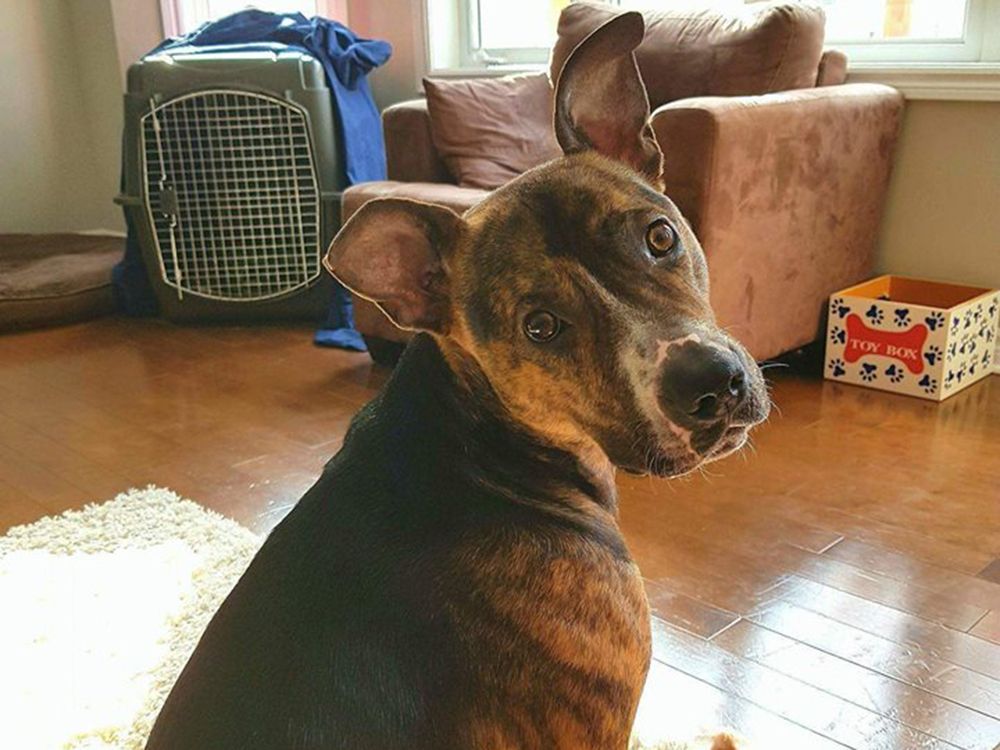 Cash-strapped Sit With Me Rescue group stops taking in new dogs ...