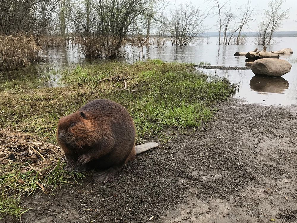 Carry on, wayward beaver: our national animal visits Major's Hill Park ...