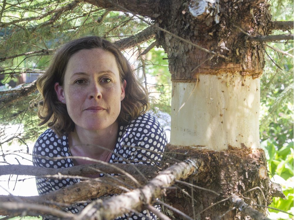 A tale of murder in the Glebe? Mystery surrounds fatally wounded tree ...