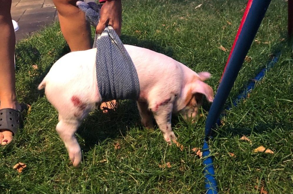 Saving Baby Mango: A pig's tale of kindness | Ottawa Citizen