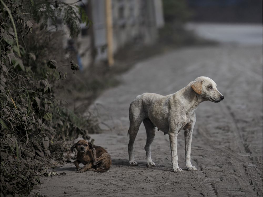 Photos: Stunning and terrifying scenes as Philippines' Taal volcano ...