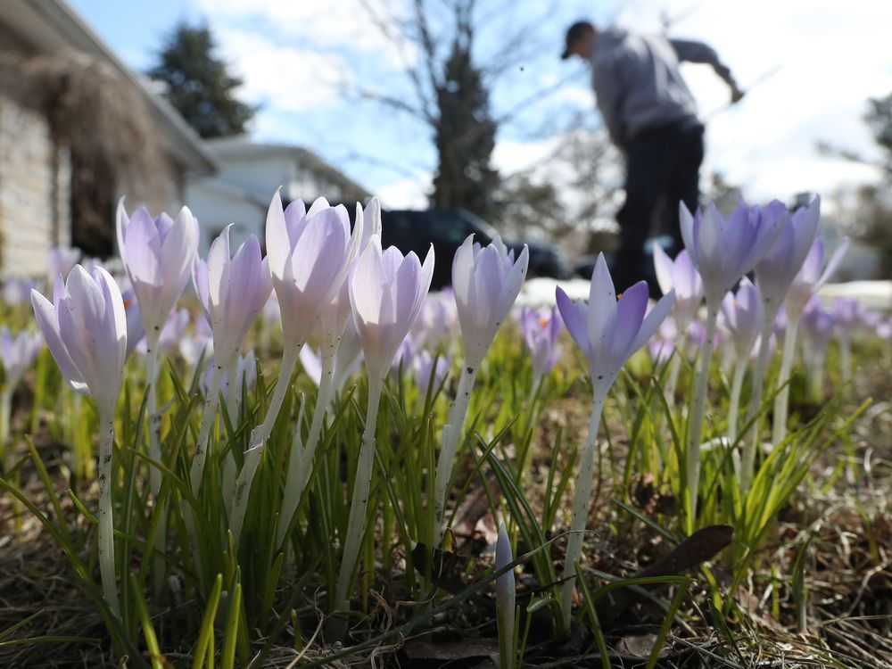 Science of Spring: 'Full steam ahead' | Ottawa Citizen