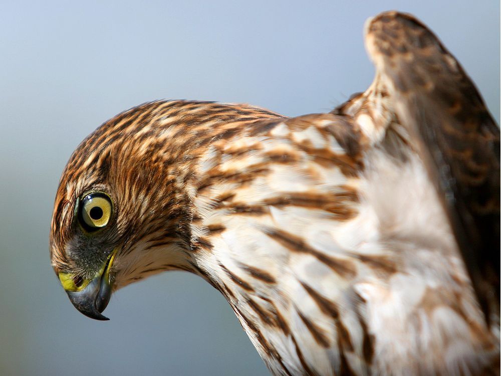 Science of summer: Reports of extinction were greatly exaggerated ...