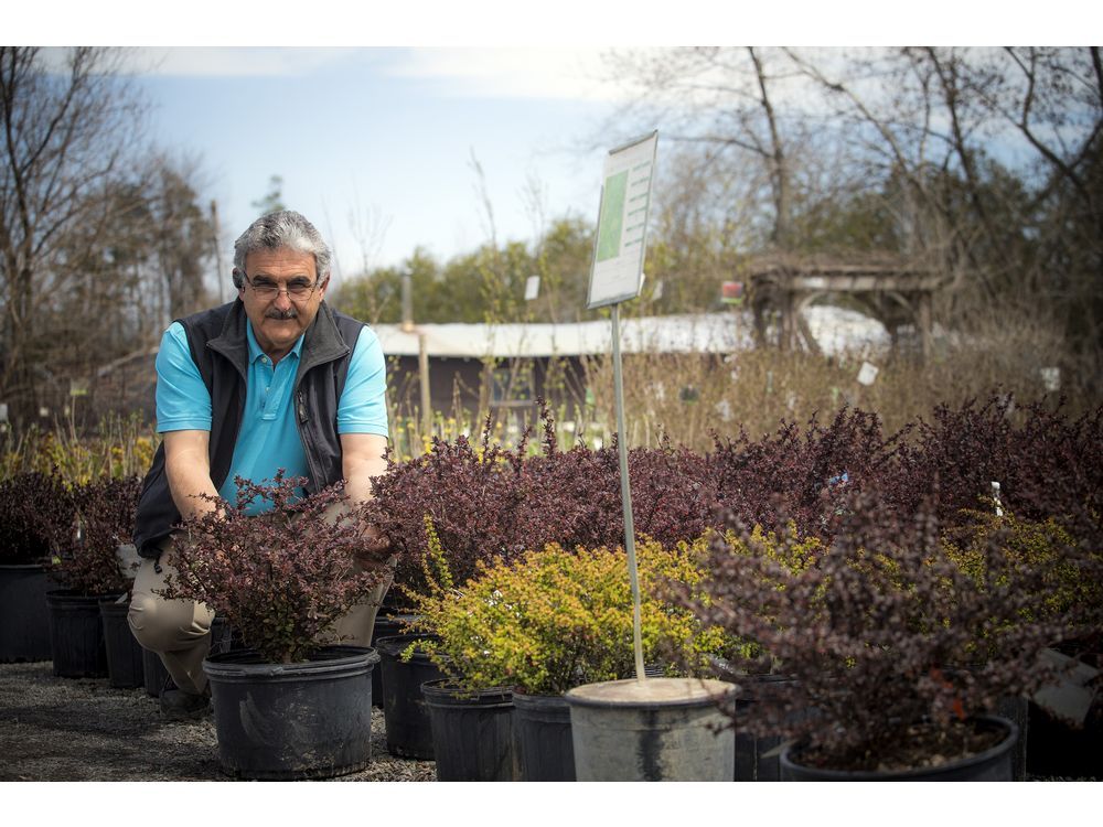 Seasonal garden centres on uneven playing field with grocery stores ...